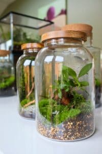 What Is a Terrarium? A Quick Horticultural Handbook