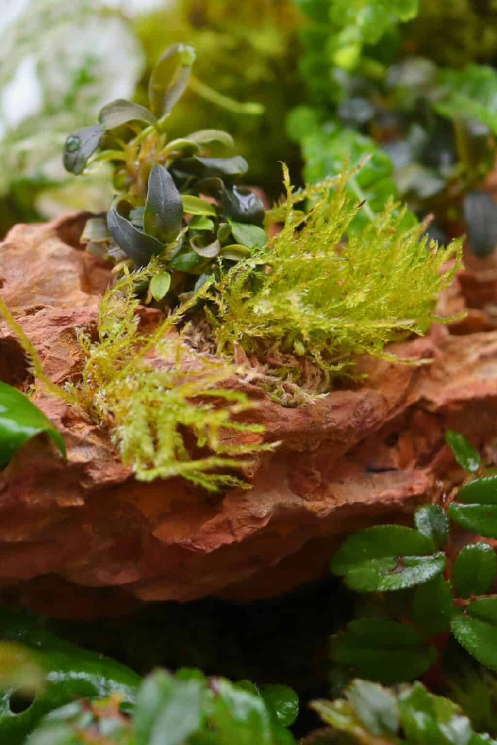 Terrarium Moss: The Secret to a Vibrant Terrarium