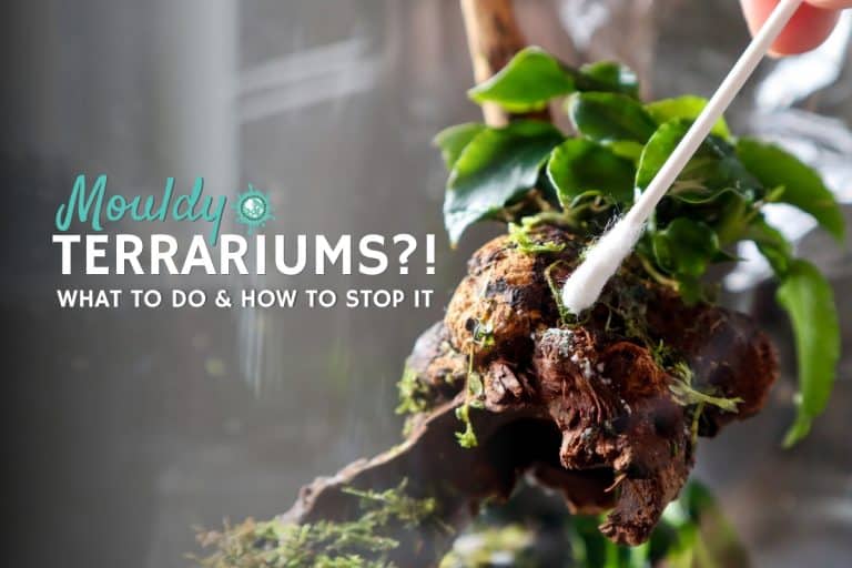 How to Fix Mold in Terrariums (7 Easy Tips & Tricks) - Terrarium Tribe