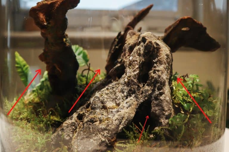 Learn These Pro Terrarium Design Skills to Level up Your Game ...