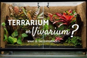 Terrarium vs Vivarium (+ Other “Ariums”) Explained - Terrarium Tribe