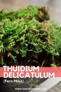 The Complete Guide to Fern Moss (Thuidium delicatulum) - Terrarium Tribe