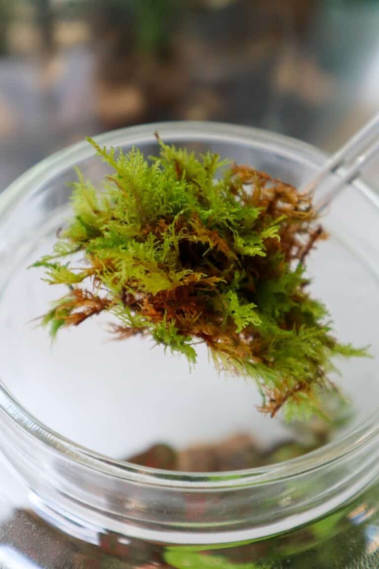 The Complete Guide to Fern Moss (Thuidium delicatulum)