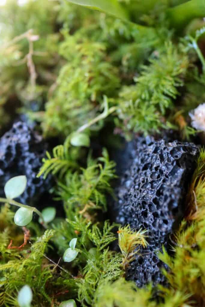 The Complete Guide to Fern Moss (Thuidium delicatulum)