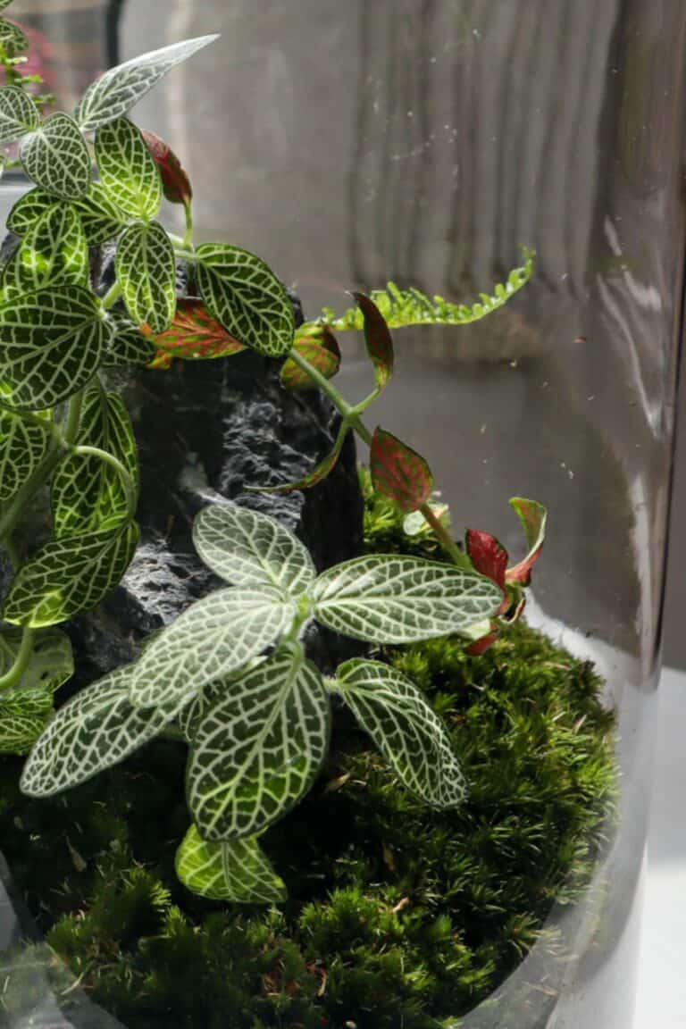 10 Low Light Terrarium Plants (That’ll Thrive in the Shade!)