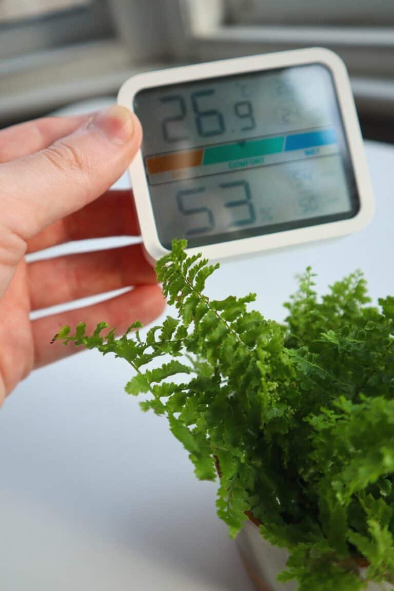 How to Grow the Fluffy Ruffles Fern (Nephrolepis exaltata)