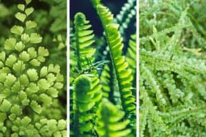 Fantastic Terrarium Ferns and Where to Find Them - Terrarium Tribe