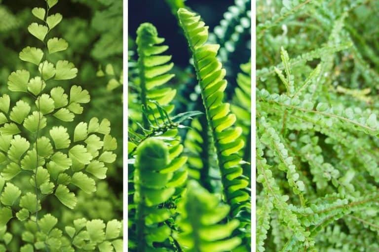 Fantastic Terrarium Ferns and Where to Find Them - Terrarium Tribe