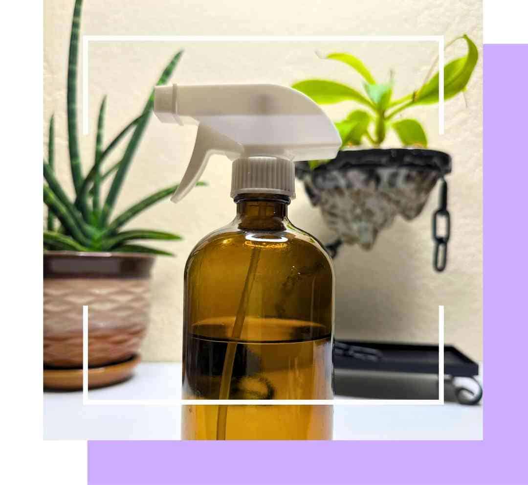 How To Water A Terrarium (The Right Way) - Expert Guide