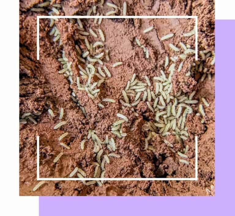 Terrarium Isopods and Springtails (Bioactive Combo 101)