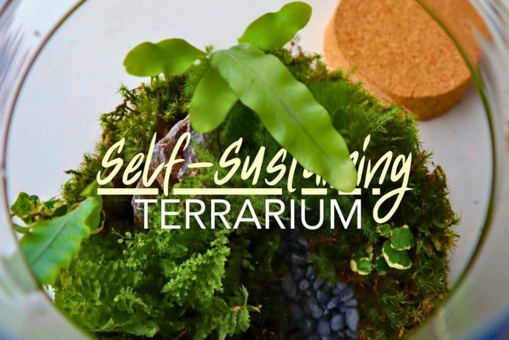 How to Make a Self-Sustaining Terrarium (That Actually Works)
