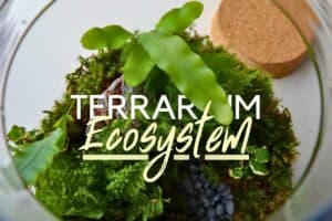 How to Make a Self-Sustaining Terrarium Ecosystem [Guide]