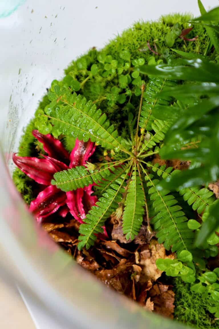 How to Make a Self-Sustaining Terrarium Ecosystem [Guide]