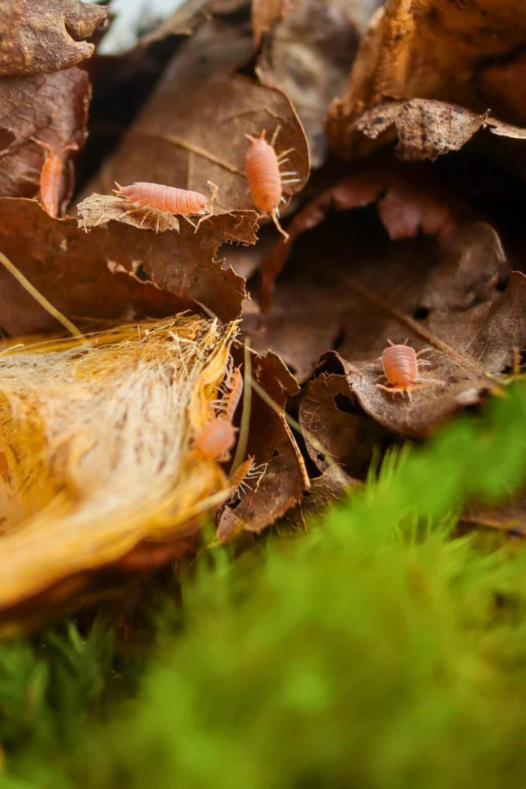 Powder Orange Isopods (Porcellionides pruinosus) Care Guide