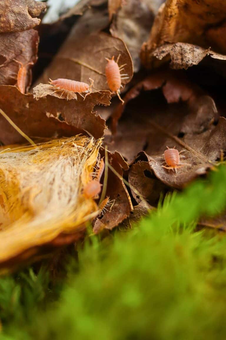 Powder Orange Isopods (Porcellionides pruinosus) Care Guide