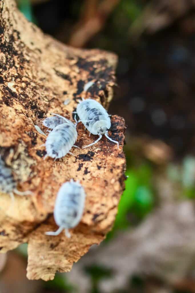 How to Make a Self-Sustaining Terrarium Ecosystem [Guide]