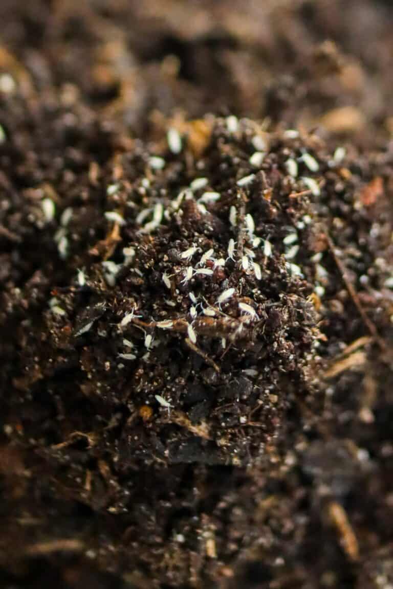What Do Springtails Eat? + Best Foods (& Those Best Avoided)