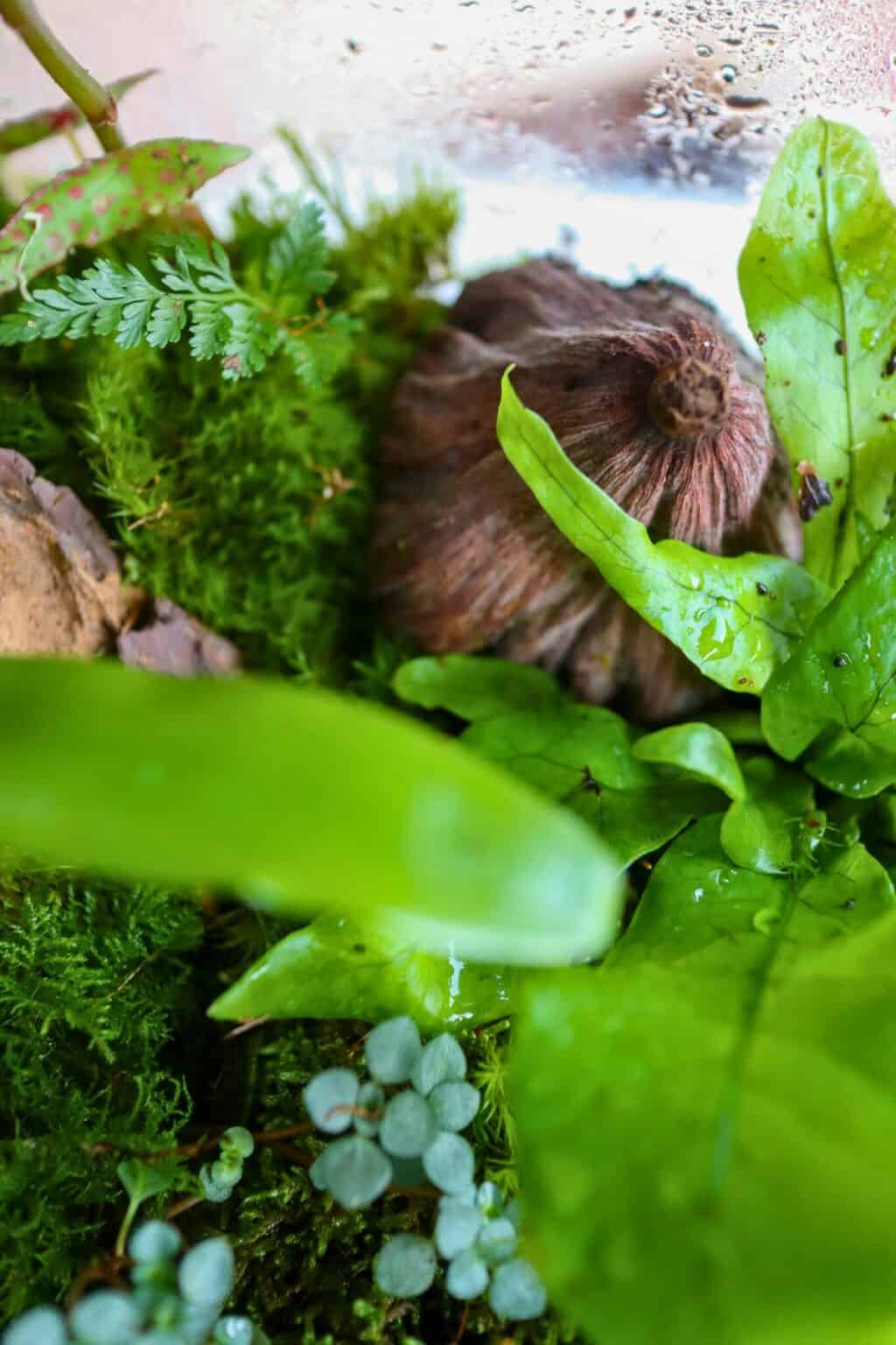 How to Make a Self-Sustaining Terrarium Ecosystem [Guide]