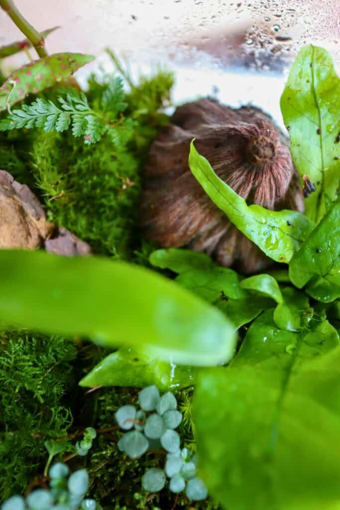 How to Make a Self-Sustaining Terrarium Ecosystem [Guide]