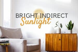 What is Bright Indirect Light? The Tropical Gold Standard