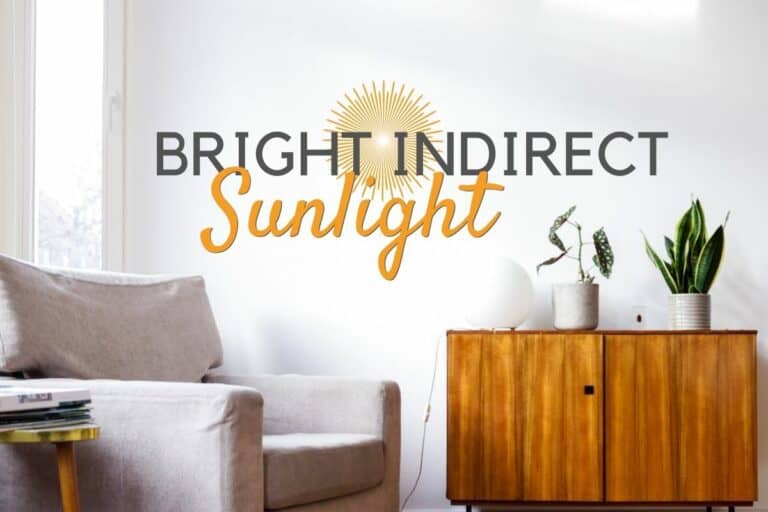 What is Bright Indirect Light? The Tropical Gold Standard