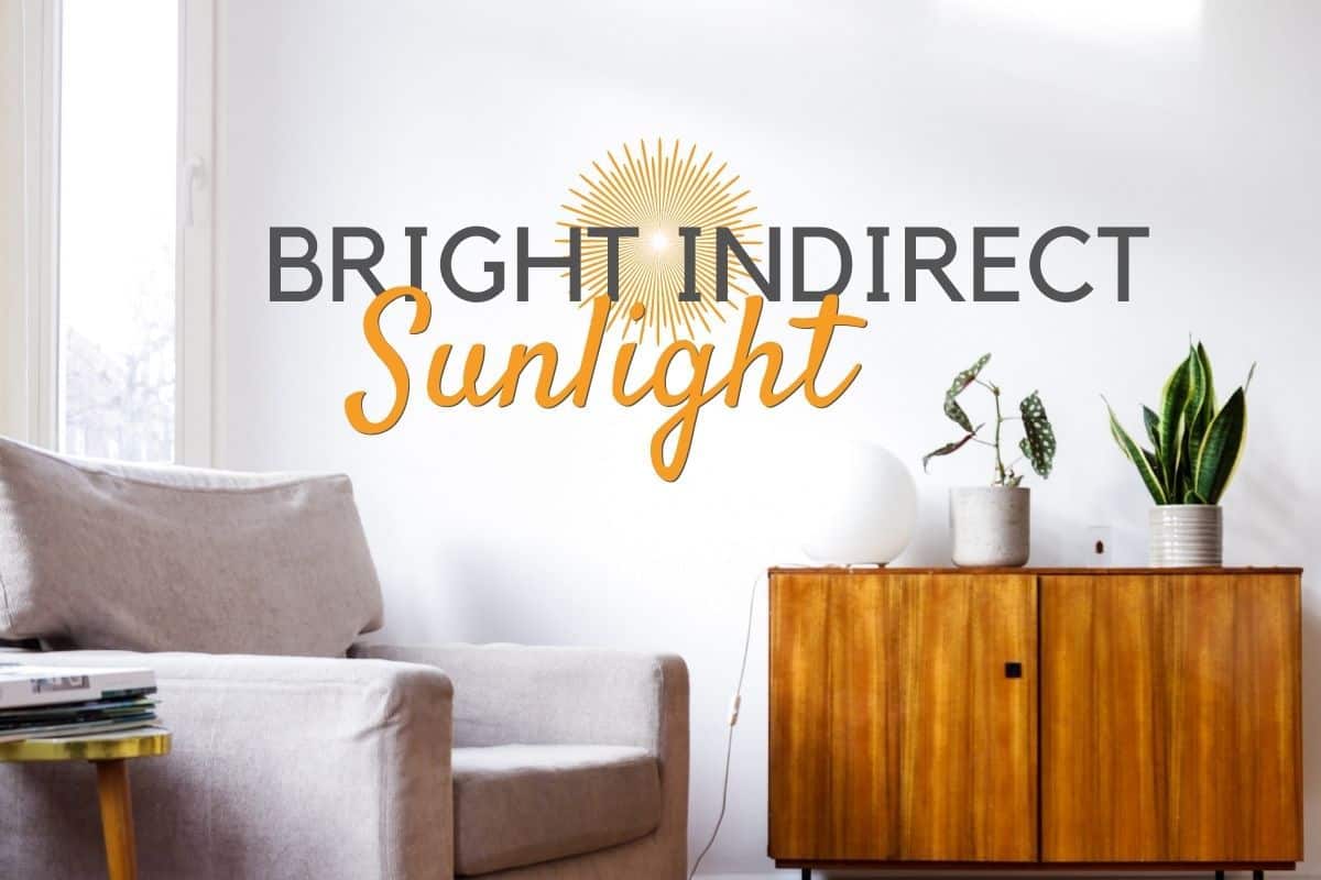 What is Bright Indirect Light? The Tropical Gold Standard