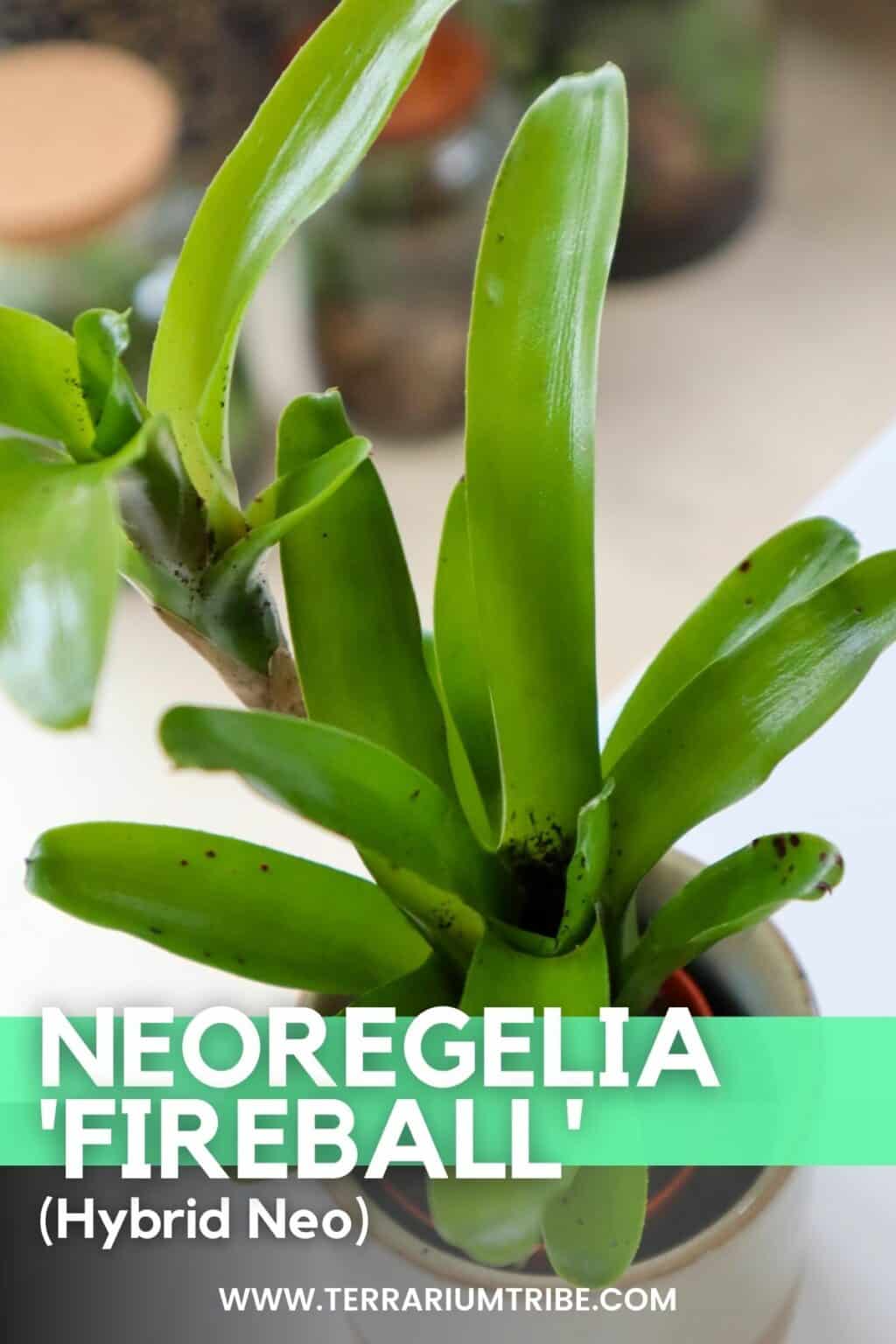 The Red Hot Guide to Neoregelia Fireball Care - Terrarium Tribe