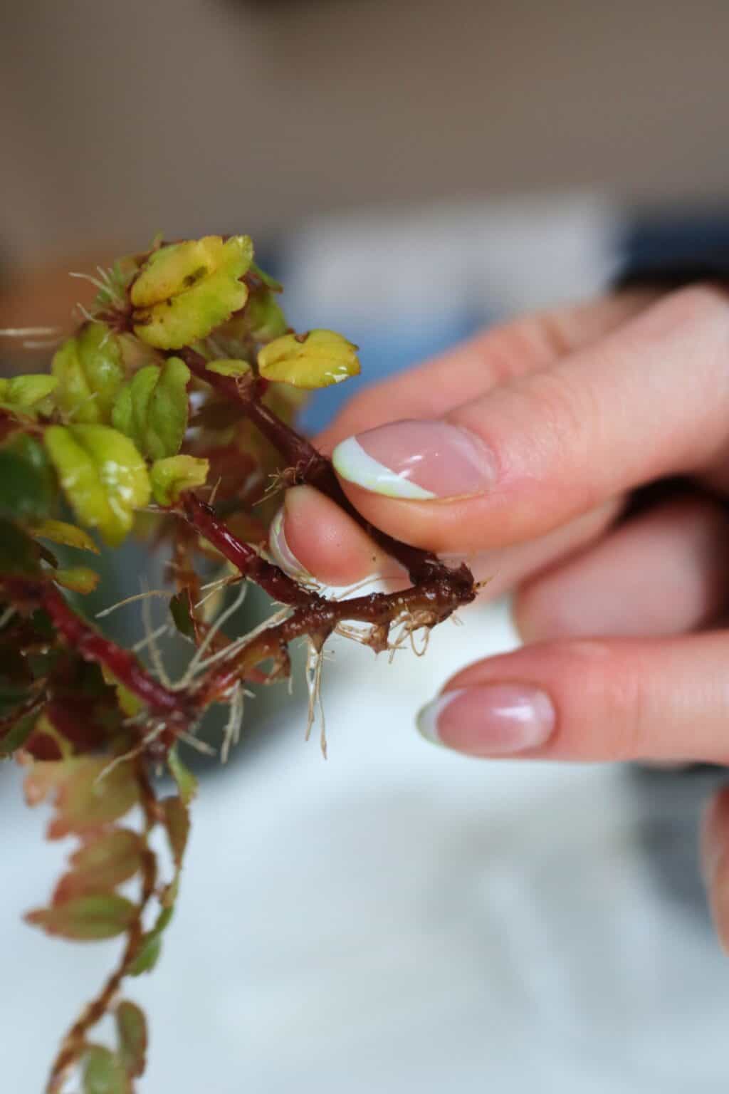 Begonia foliosa: Top Tips for the Tiny Fuchsia Begonia - Terrarium Tribe