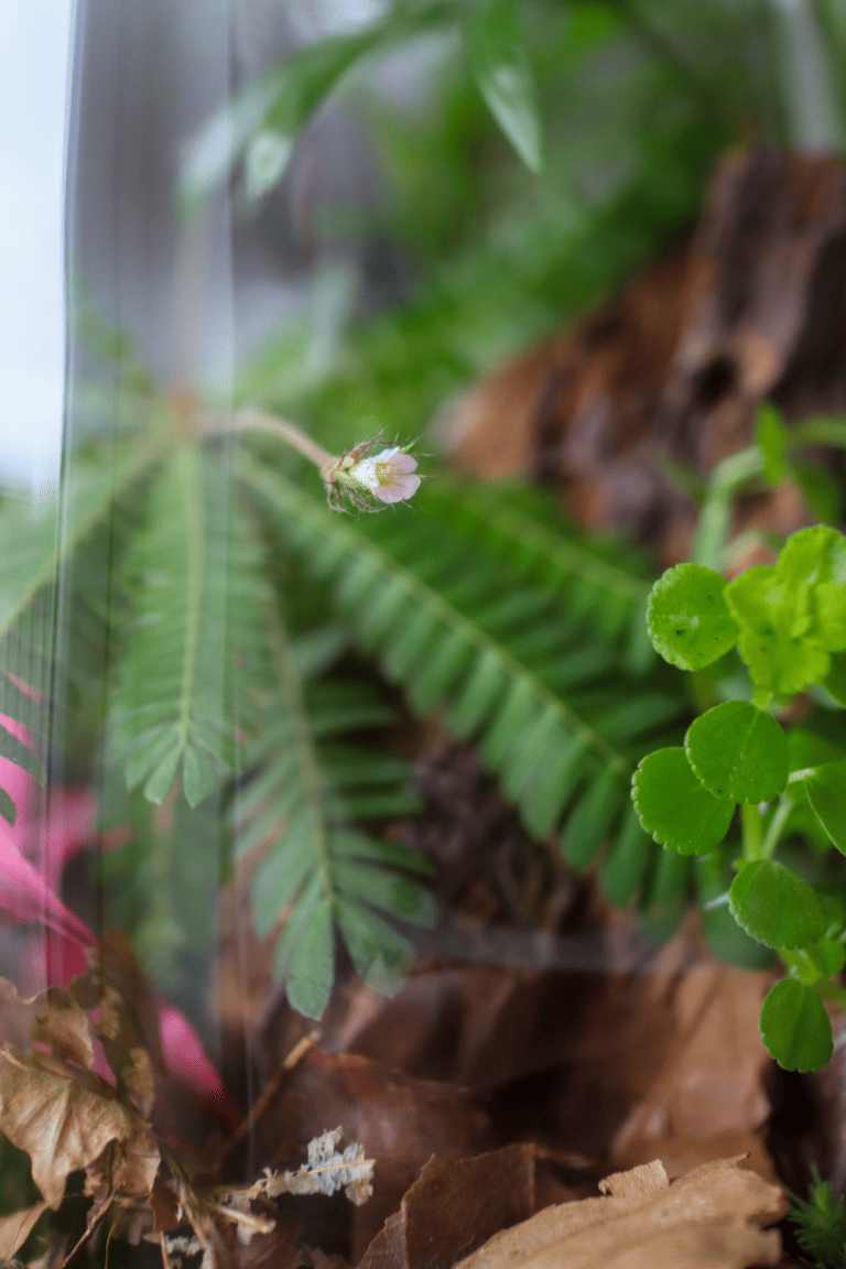 Terrarium Flowers - What You Need to Know (+ Plant Picks)