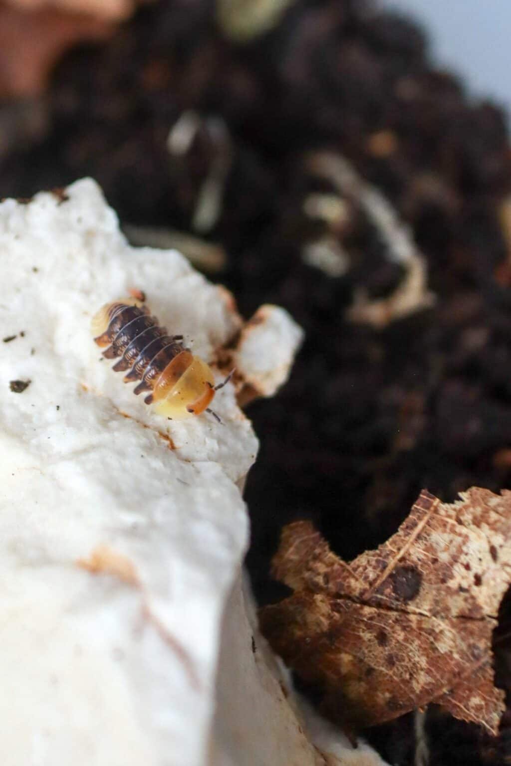 Meet the Super Cute (and Super Rare) Rubber Ducky Isopod!