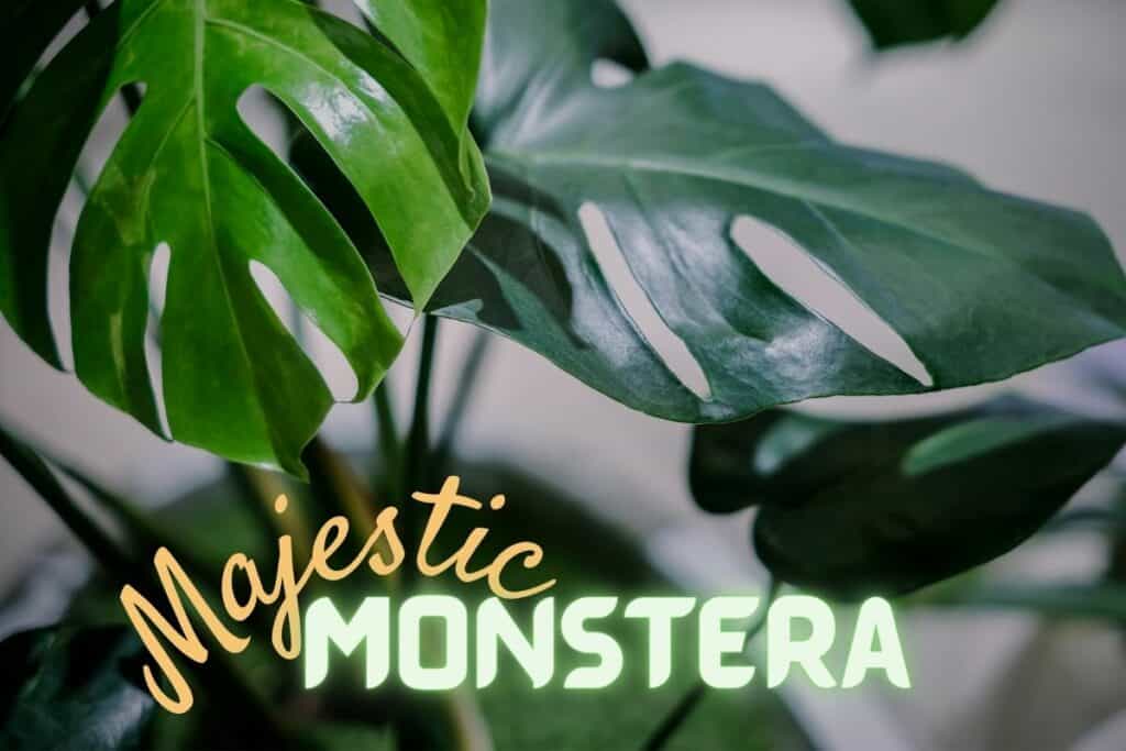 12 Majestic Monstera Varieties for Your Indoor Jungle - Terrarium Tribe