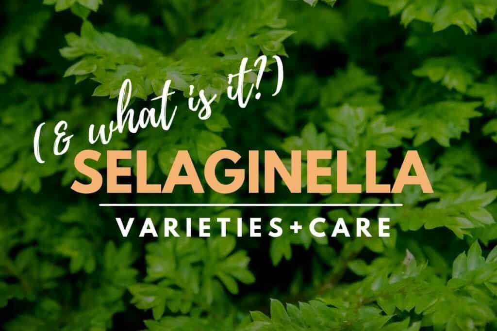 Selaginella 101: Spikemoss Explained (& Varieties to Know)