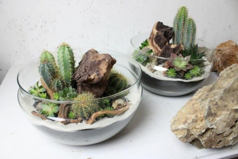 How to Make a Desert Terrarium (Step-by-Step) - Terrarium Tribe