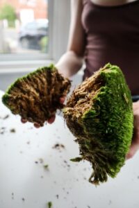 How to Make a Fittonia Terrarium (Simple & Easy Guide)