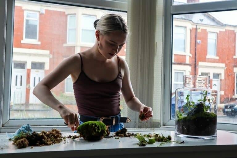 How to Make a Fittonia Terrarium (Simple & Easy Guide)