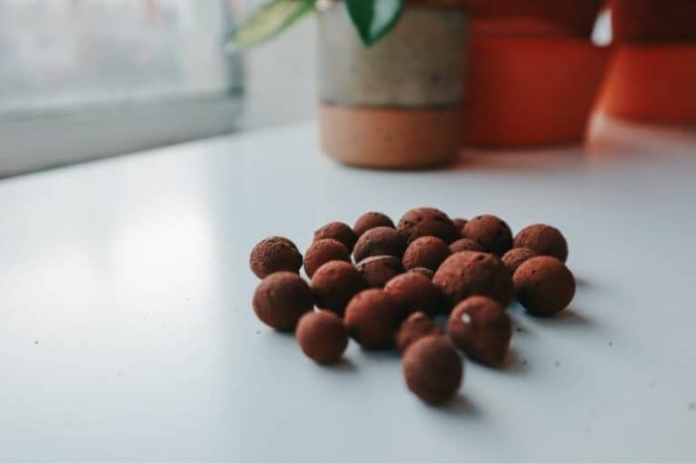 What Is a Terrarium False Bottom? (And Do You Need One?)