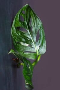 12 Majestic Monstera Varieties for Your Indoor Jungle - Terrarium Tribe