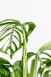 12 Majestic Monstera Varieties for Your Indoor Jungle - Terrarium Tribe