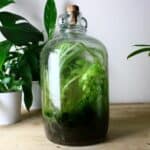 What is a Bioactive Terrarium? (+ How to Make One) - Terrarium Tribe