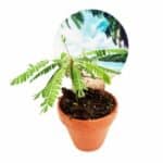 12 Totally Tropical Terrarium Plants for a Slice of Paradise ...