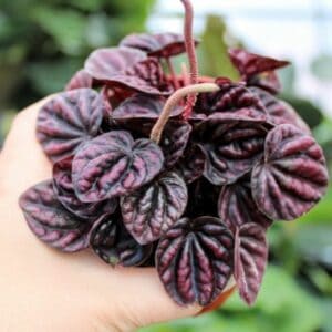 10 Low Light Terrarium Plants (That’ll Thrive in the Shade!)