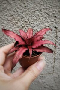 10 Low Light Terrarium Plants (That’ll Thrive in the Shade!)