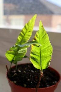 10 Charming Miniature Ferns (That You're Sure to Fall For) - Terrarium ...