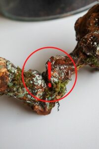 How to Fix Mold in Terrariums (7 Easy Tips & Tricks) - Terrarium Tribe