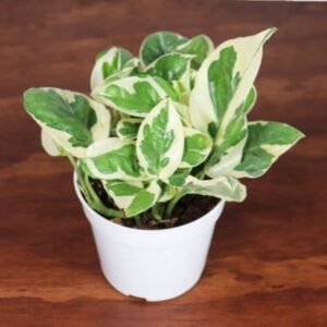 Njoy Pothos: Here's a Plant I Know You'll Enjoy (Full Guide ...