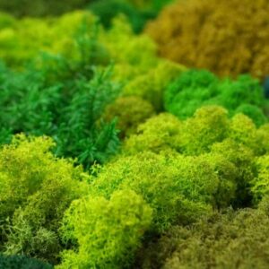 Open Terrarium Tips: Plants, Builds & Care Guide - Terrarium Tribe