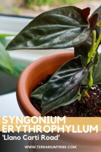 Hands-on With Syngonium erythrophyllum ‘Llano Carti Road’