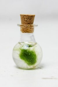 How to Make a Mini Terrarium: 5 Tiny Terrariums to Try Today