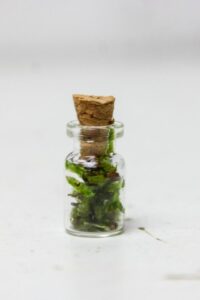 How to Make a Mini Terrarium: 5 Tiny Terrariums to Try Today