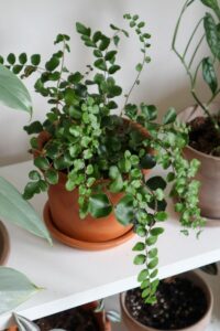 10 Charming Miniature Ferns (That You're Sure to Fall For) - Terrarium ...